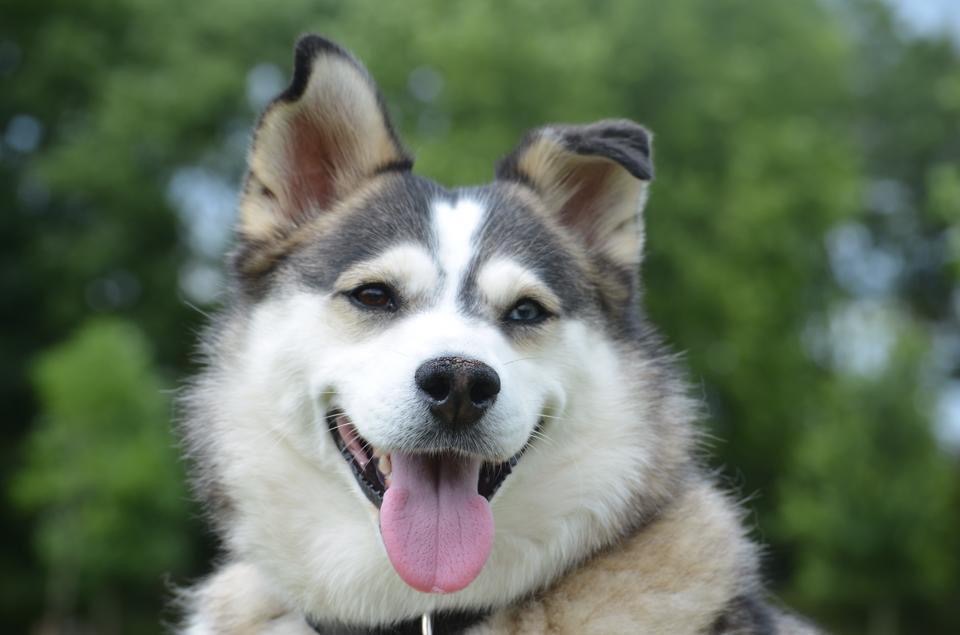 Home - Kasdogfoundation