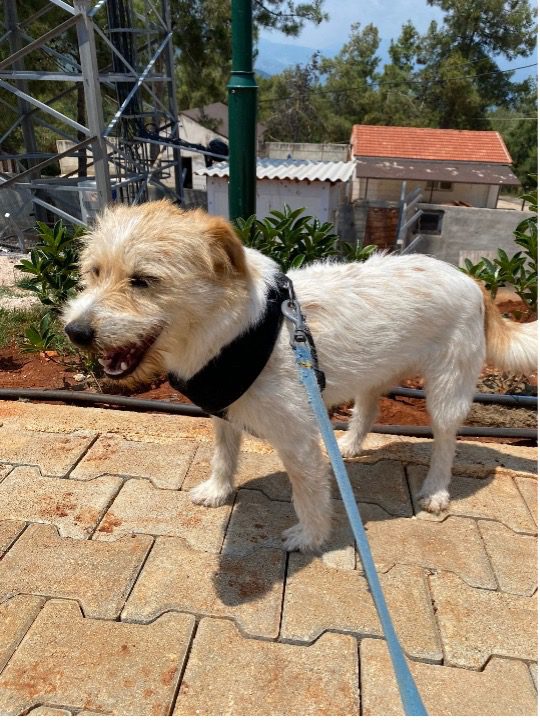 Chalky - Kasdogfoundation