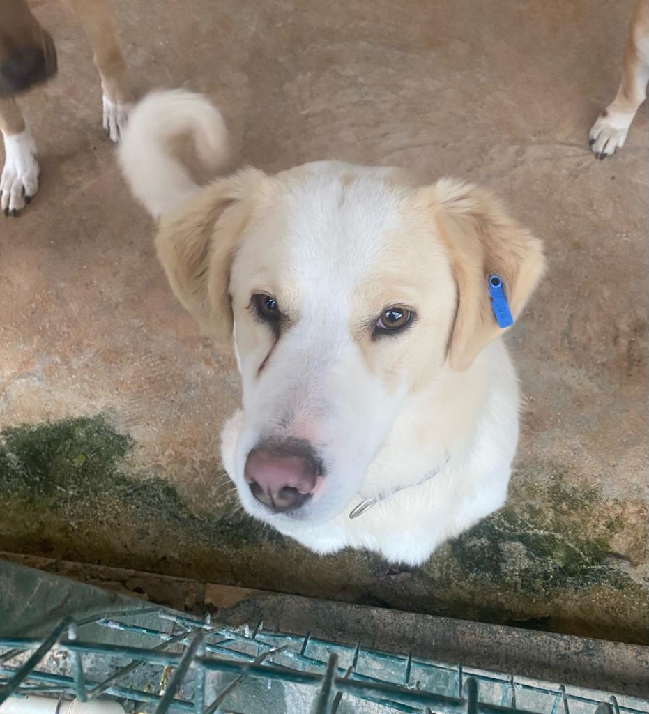 Erwin - Kasdogfoundation