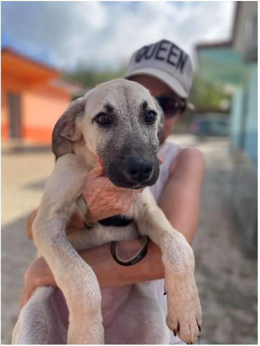 Minte - Kasdogfoundation